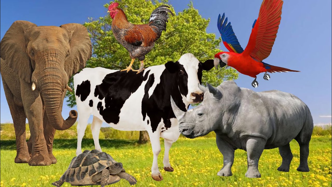 Beautiful Animal Sounds : cats, dogs, cows, rabbits… - YouTube