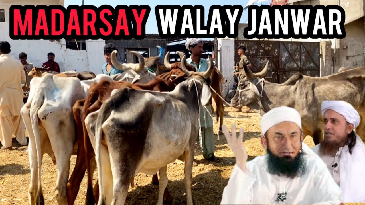 BARAY BARAY SEENGH WALAY JANWAR 😰 DUSRA GHAR | COW MANDI KARACHI 2024 ...