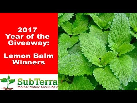August Lemon Balm Winners - YouTube