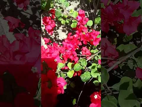 bombils flowers 🌸 - YouTube