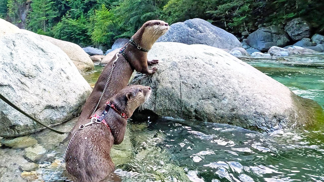 [Original Video] Bringing My Otters to the Most Beautiful Valley in ...