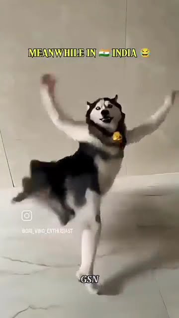 Husky Dogs Dancing in India - YouTube