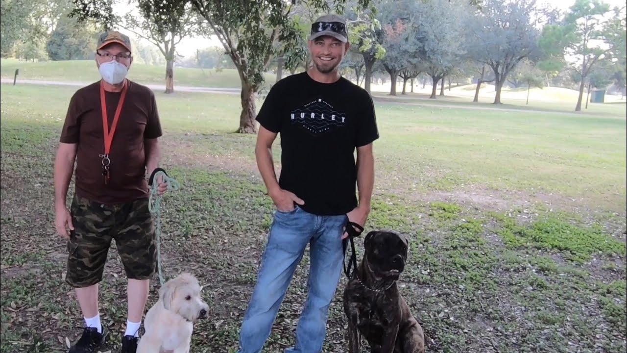 Leash Handling Ferocious Cane Corso At Busy Golf Park | Cora Rehab Pt4 ...