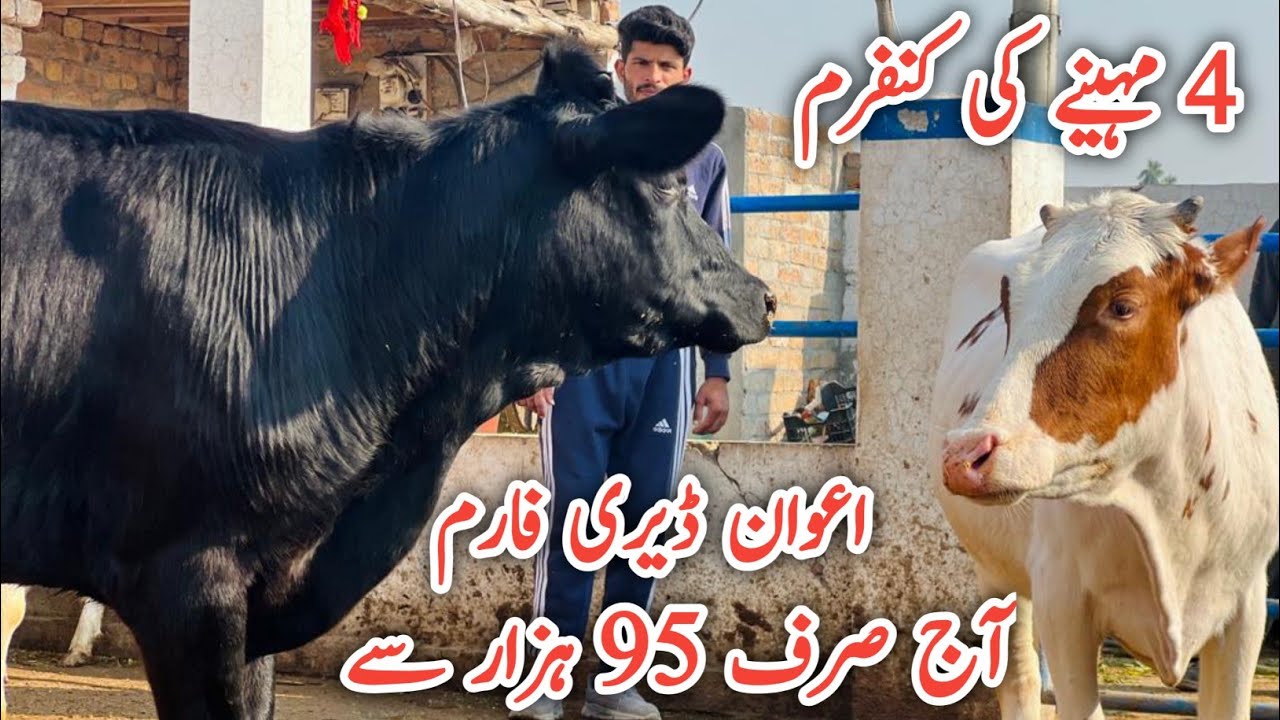 Malik Ashfaq Awan | Australian Heifers | HF Heifers | Jani Best - YouTube