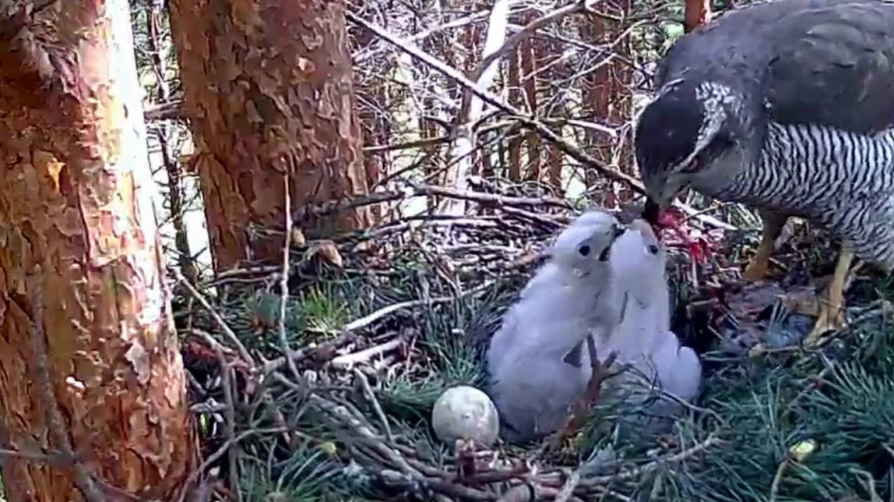 Kanakull(Accipiter gentilis)~Ruudi brings a huge prey! Alla is feeding ...