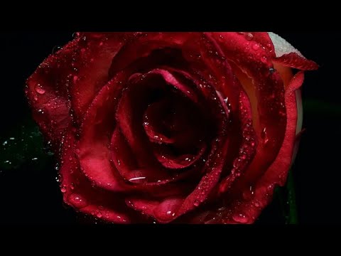 Özel bir mersiye SEYDA MOLLA HÜSEYİN SİSEMÎ KS. onun için yazılan bir kaside