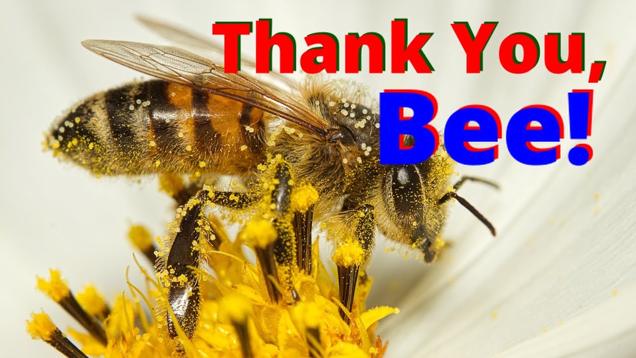 Thank you bees! The bee lives less than 40 days - YouTube