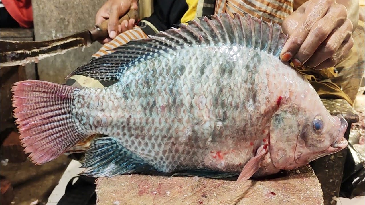 Big Tilapia Fish Cutting Skills Live || Amazing Tilapia Fish Cutting ...