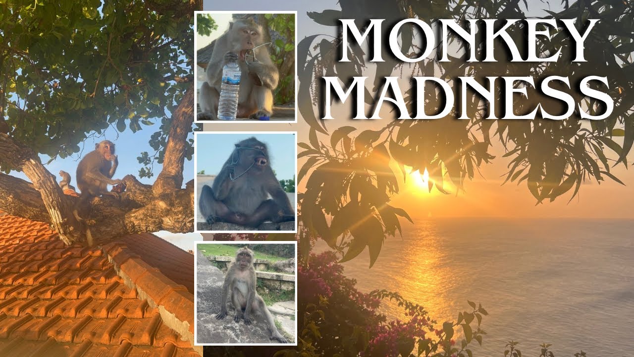 VISITING ULUWATU TEMPLE WITH SOME CRAZY MONKEYS… what could go wrong ...