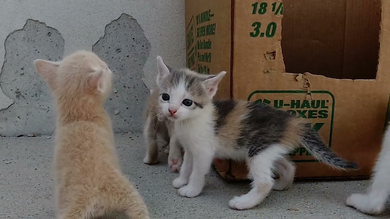 Kitty Cam! The kittens get to explore. - YouTube
