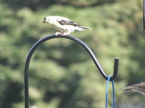Lighter-colored goldfinch - YouTube