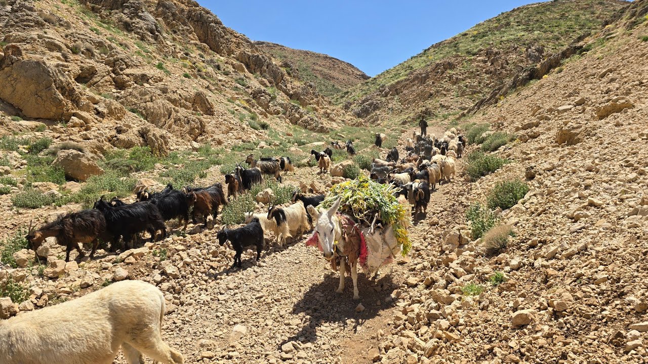 Nomadic Life: Experience a Day with a Nomadic Shepherd in the Wild ...