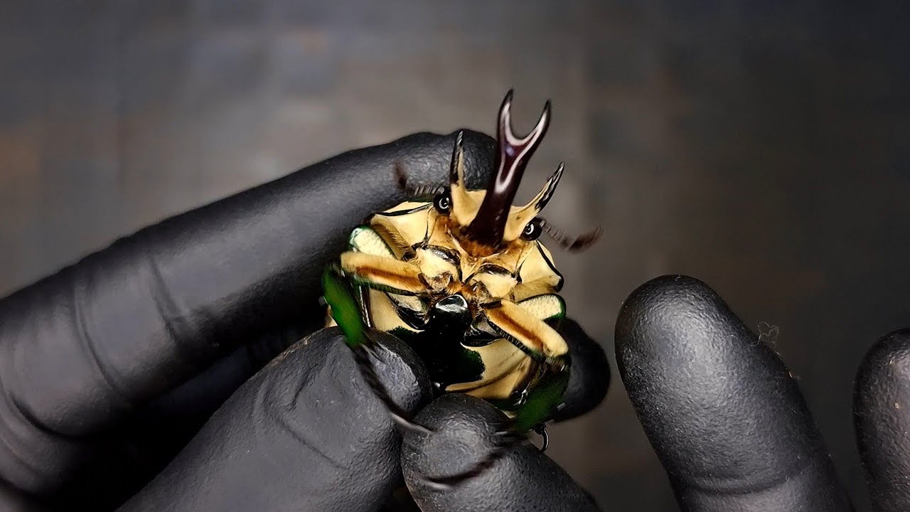 Look at how beautiful the beetles are! (Beetle ASMR) - YouTube