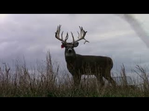 12 giant Bucks in 2 Minutes - YouTube