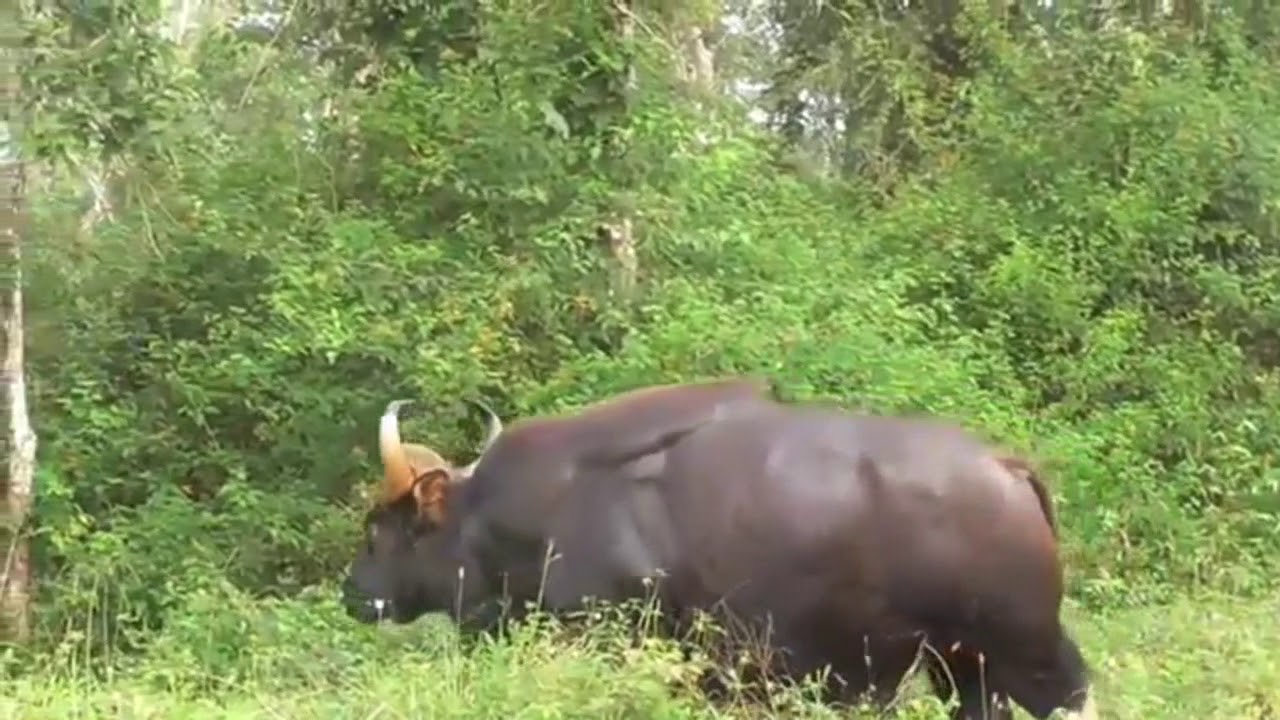 Gaur Kattupothu (indian bison) - YouTube