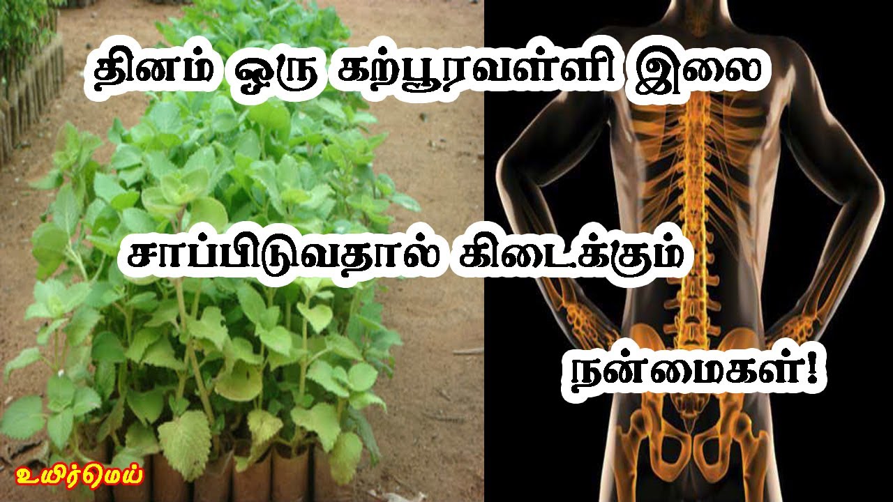 Benefits of eating a camphor leaf daily! - YouTube