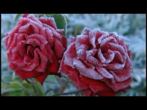 Murat Aslan - Anneciğim - Müziksiz İlahi