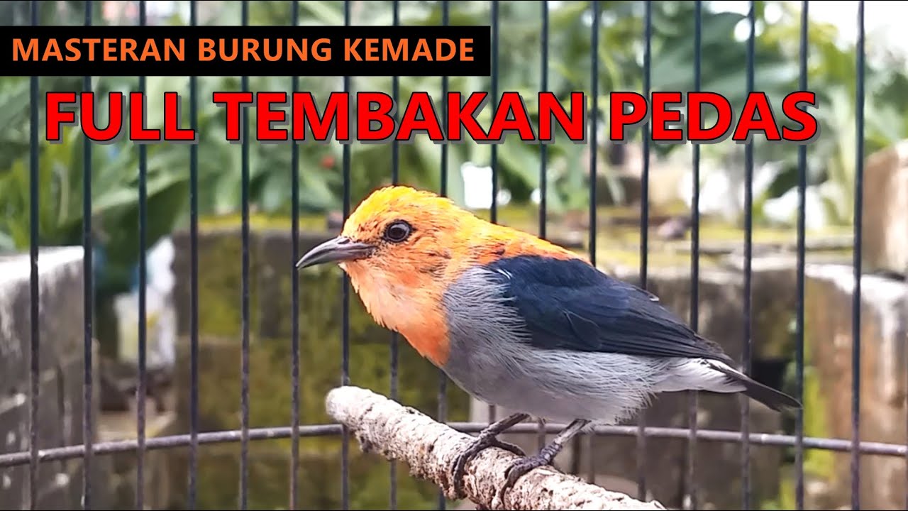 Suara KEMADE JAWA GACOR - Pancingan burung cabe / kemlade / Encit Cit ...