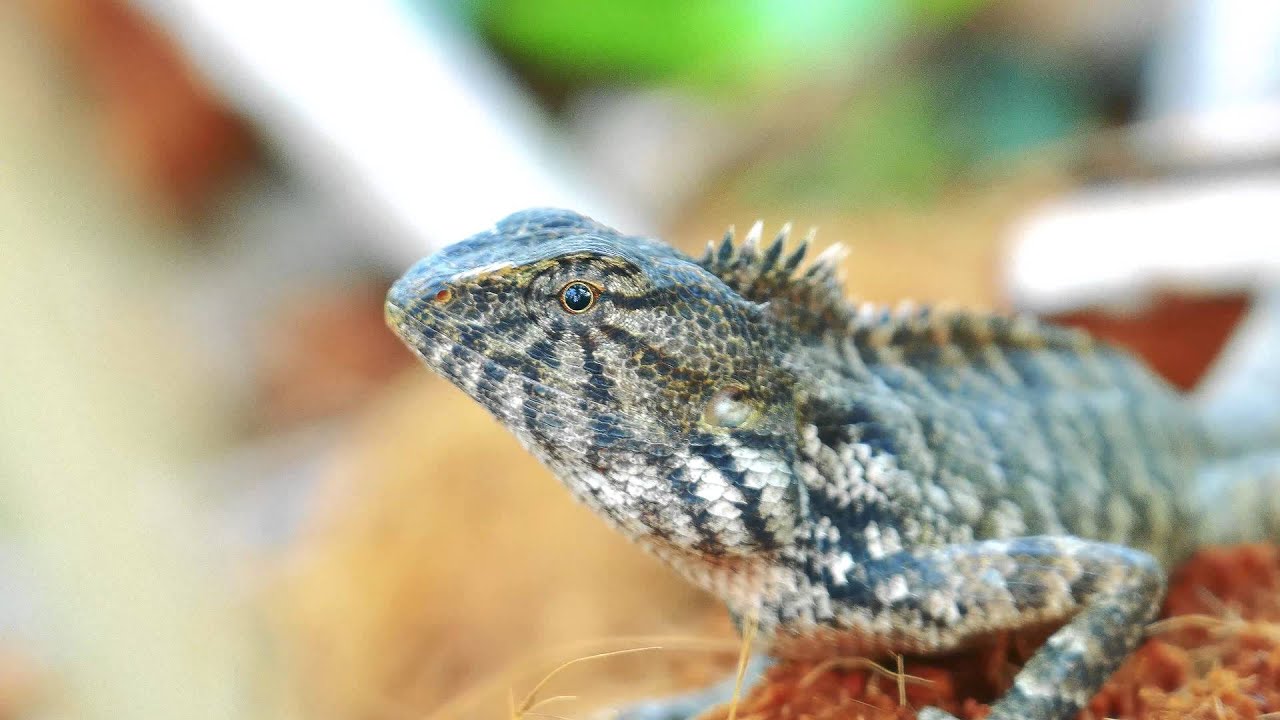 4K Lizard - YouTube