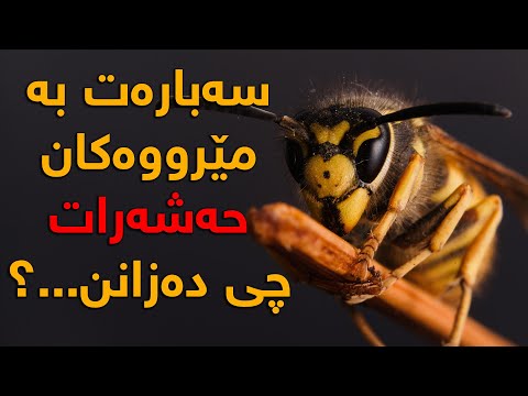 مێرووەكان و نهێنیەكانی جەستە و ژیانیان...؟