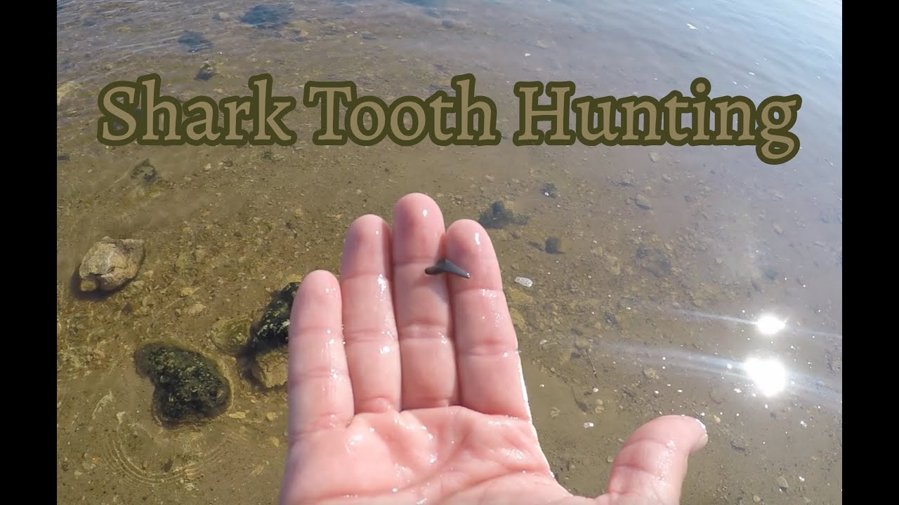 GoPro Adventures: Shark Tooth Hunting - YouTube