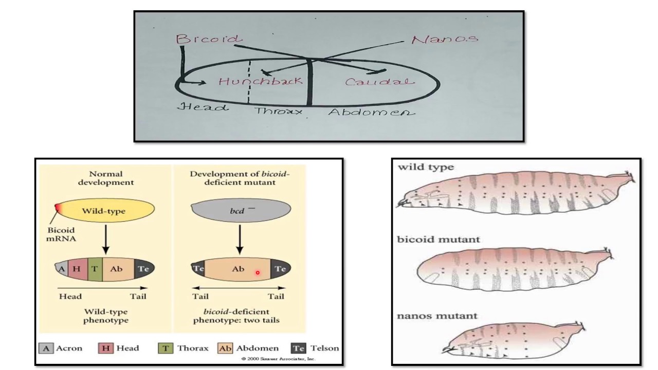 GENES REGULATING EMBRYONC DEVELOPMENT IN DROSOPHILA|MATERNAL GENES ...