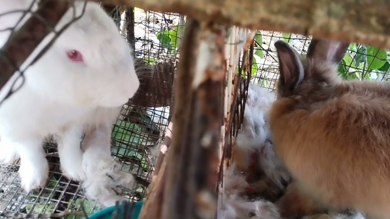 Rabbit Mom Give birth of 4 kits #MyBabyRabbit / This is How the rabbits ...