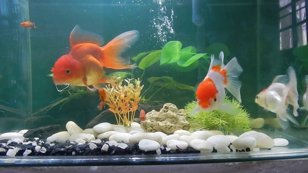 All About Gold Fish And Beautiful Mollies For Beginners
