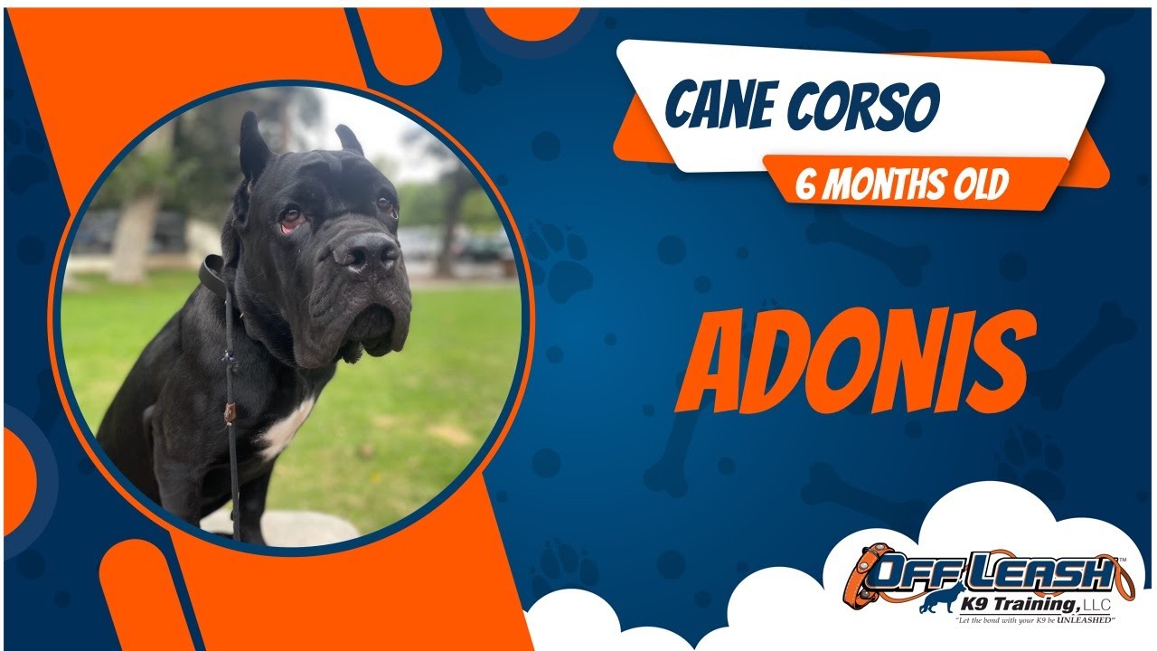 6 month old Cane Corso | Best Dog Training | Off Leash K9 | Board ...