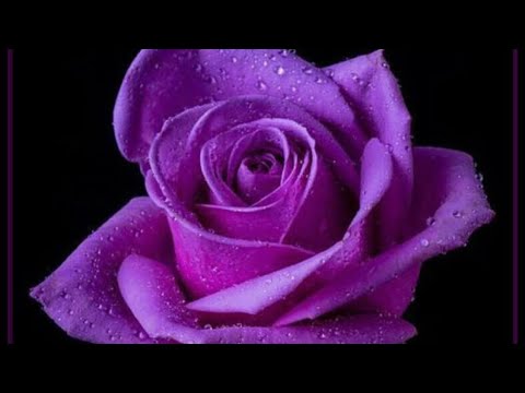 Day 2: Closing Remarks by Shay Vann; Founder/CEO of Leave No Woman ...