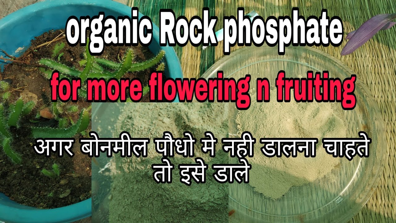 Organic Rock phosphate Adhik flowering n fruiting Ke Liye/how to use ...