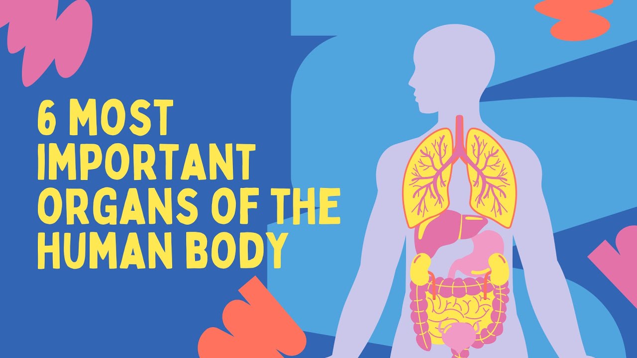 The 6 MOST important organs of the HUMAN BODY - YouTube