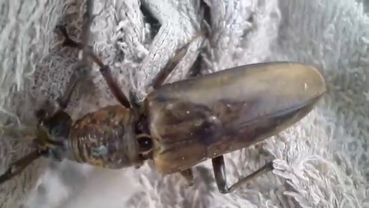 An Angry Beetle - YouTube