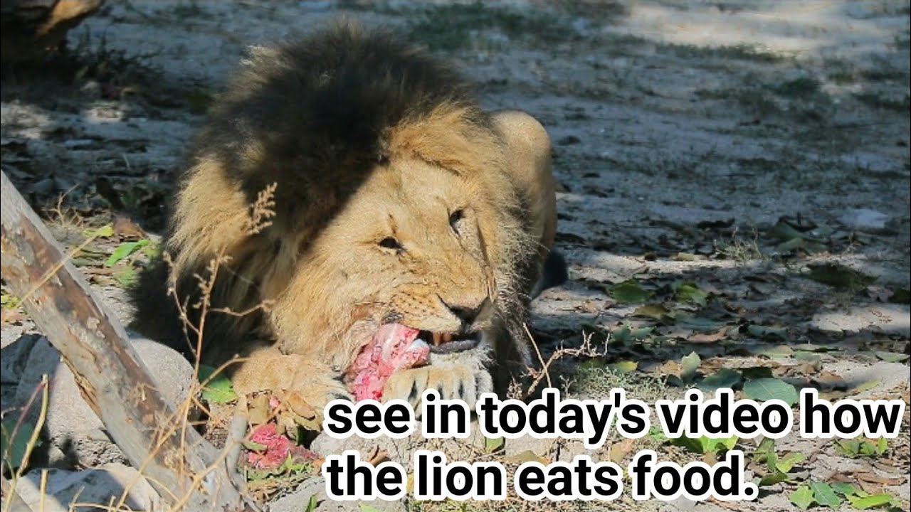 see in today's video how the lion eats food - YouTube