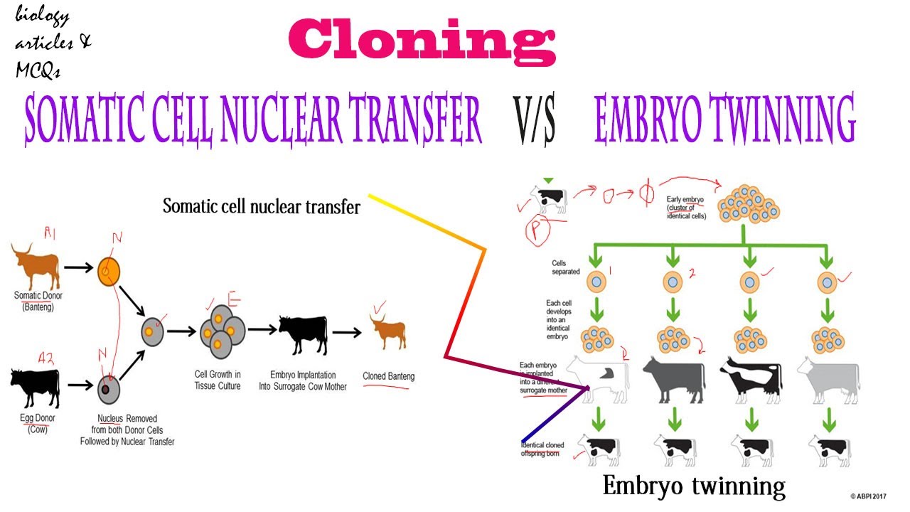 Cloning - Somatic cell nuclear transfer - Embryo twinning || BIOLOGY ...