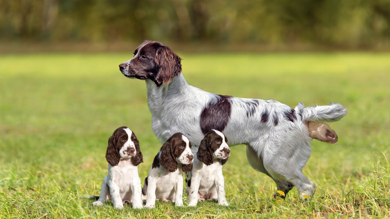 English Springer Spaniel Giving Birth - YouTube