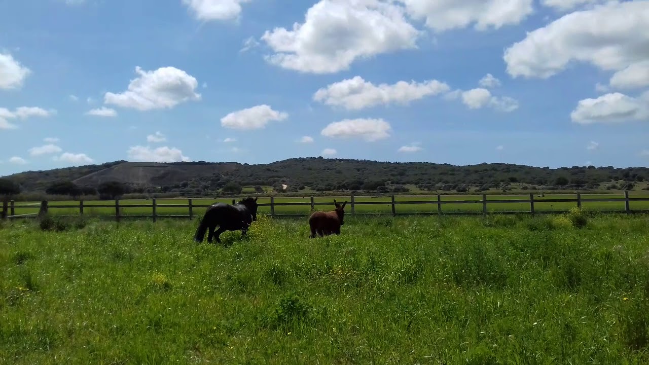 En la pradera - YouTube