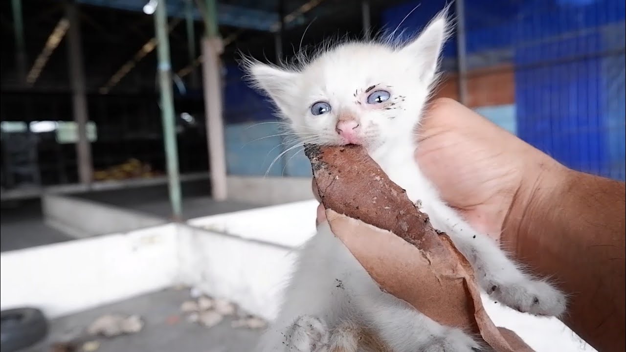 EXTREME HUNGER! KITTEN WHO RESORTED TO EATING CARDBOARD BECAUSE EXTREME ...