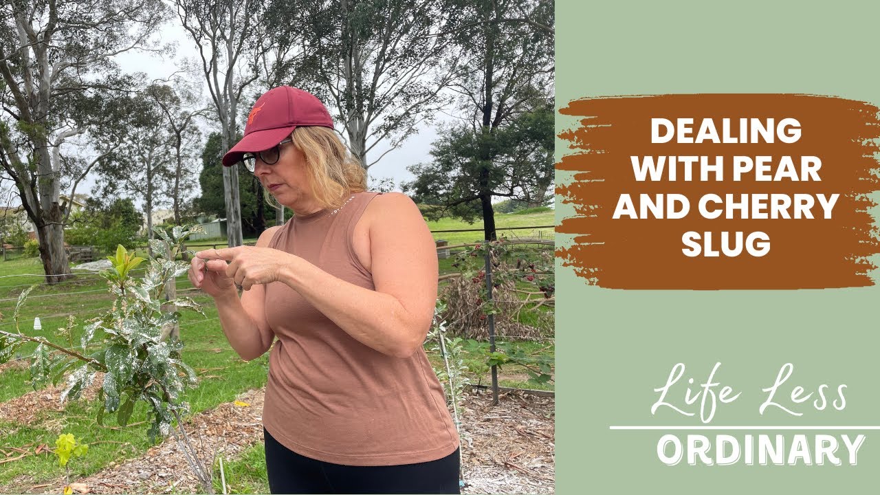 Dealing with Pear and Cherry Slug - YouTube