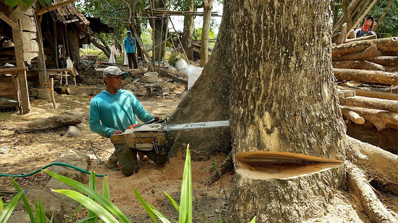 Fastest skill cutting down 3 Huge trees with strongest chainsaw ‼️ ...