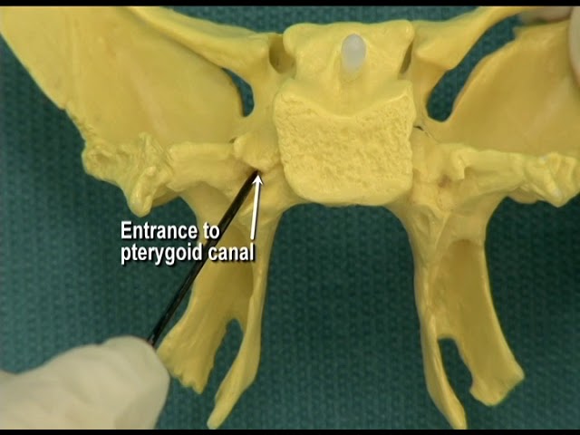 Nerve Of The Pterygoid Canal