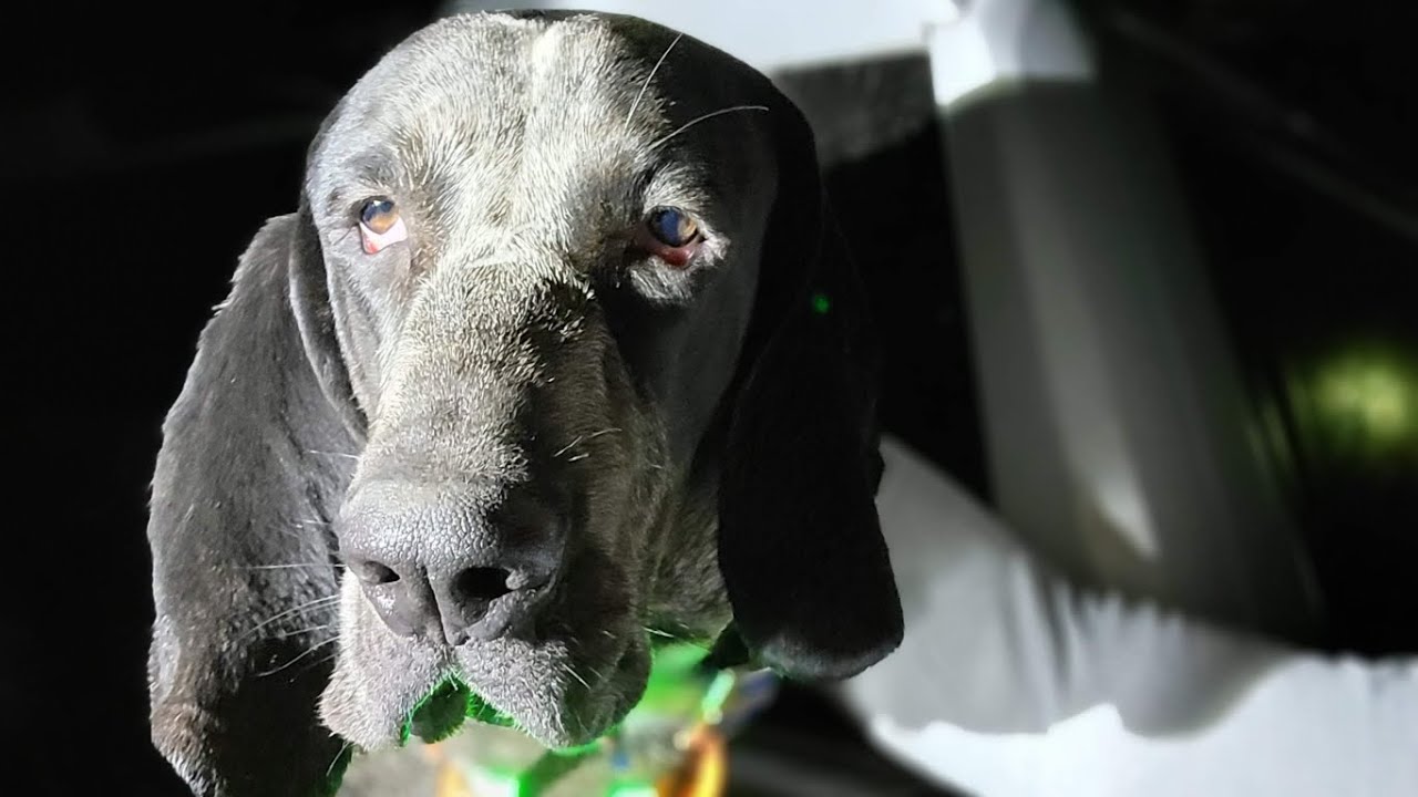 Daddy Daughter Hunt with Blue Gascon Bluetick Coonhound Puppy - YouTube