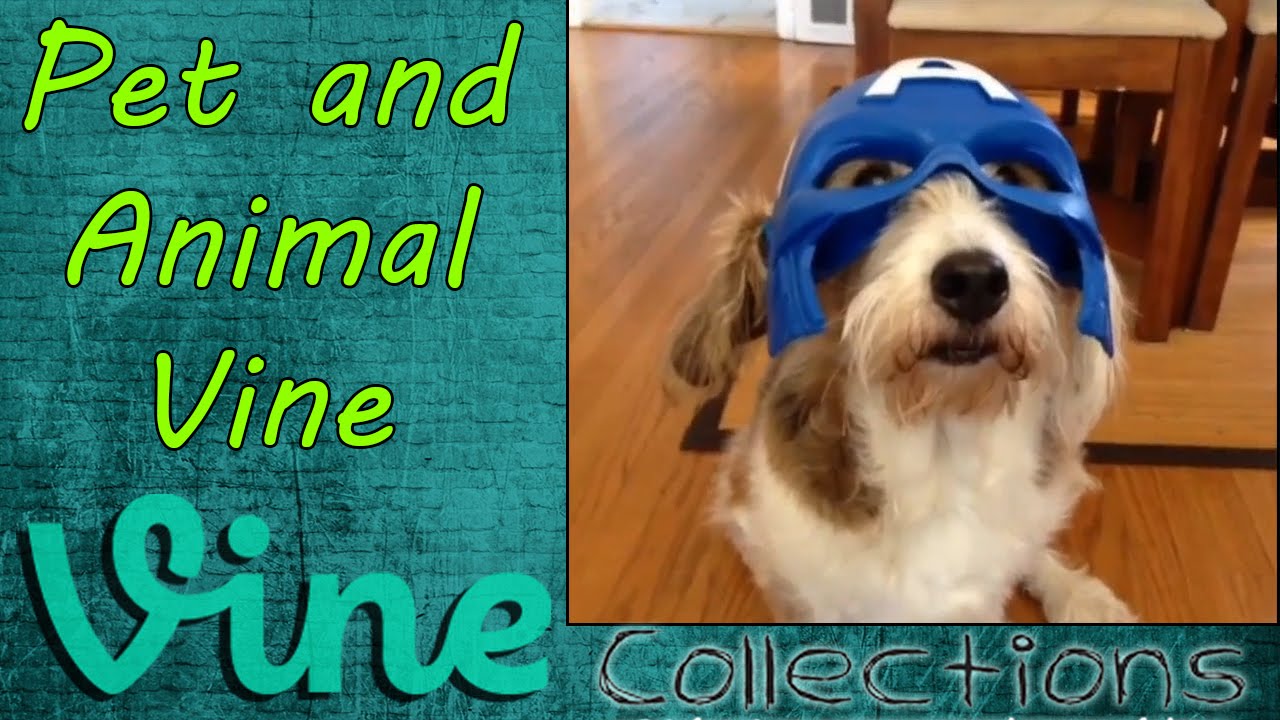Best Pet and Animal Vine Compilation | Top Funny Vines 2015 - YouTube