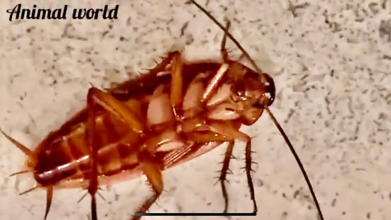 Sri Lankan Cockroach tries to survive #Cockroach - YouTube