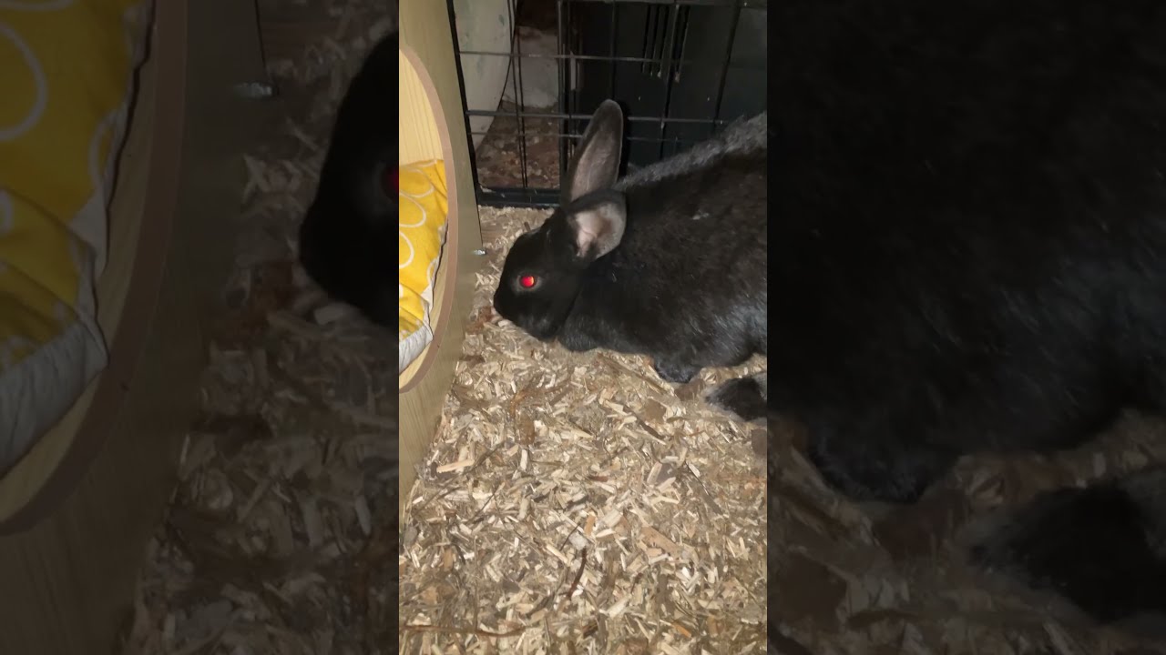 My Bunnies Eyes Glow At Night YouTube My Bunnies Eyes Glow At Night YouTube