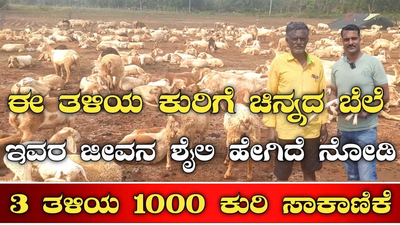 ಕುರಿ ಸಾಕಾಣಿಕೆ|Sheep farming in kannada|Sheep farm|Kuri sakanike|Sheep ...