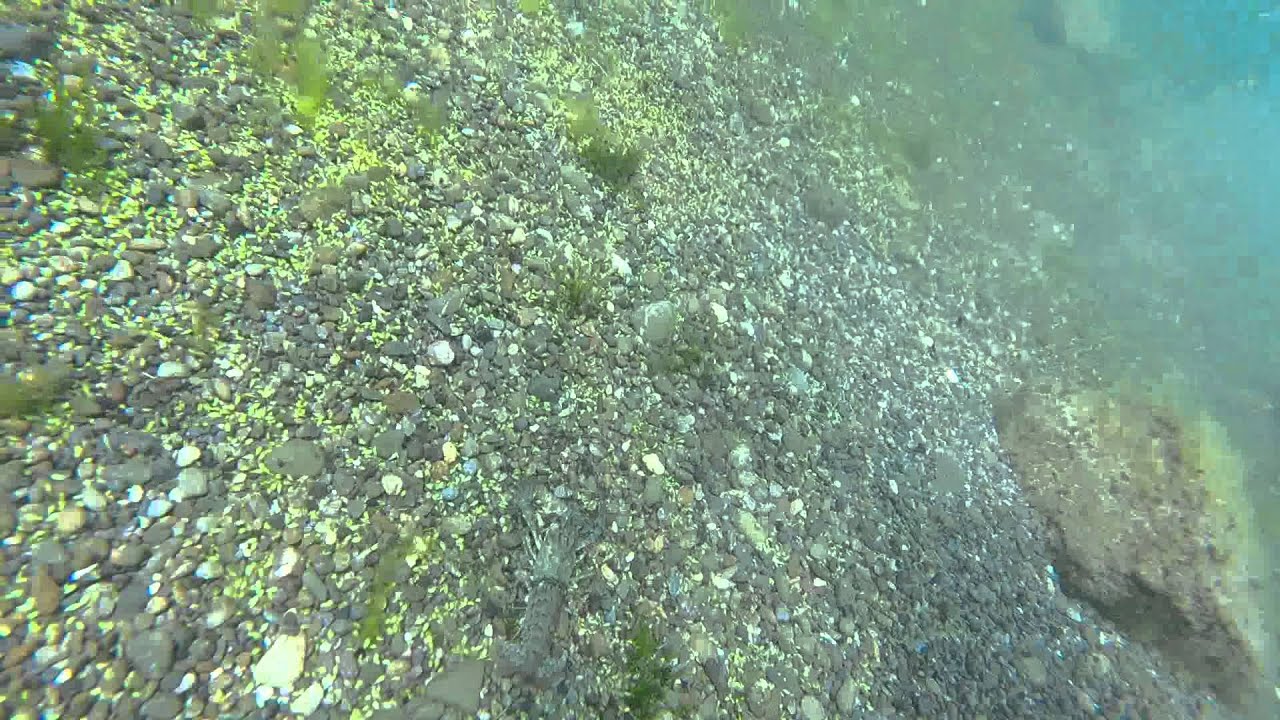 cray fishing in lake taupo - YouTube