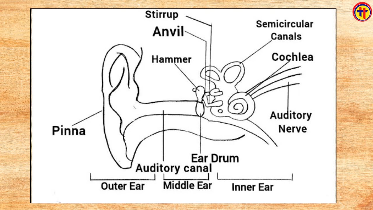 How to Draw Human Ear Diagram | Easy Ear Drawing for CBSE School ...