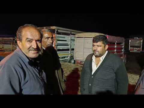 #SİVAS #ŞARKIŞLA HAYVAN PAZARI .!!! 29 Ağustos Cumartesi #Büyükbaş #Küçükbaş 