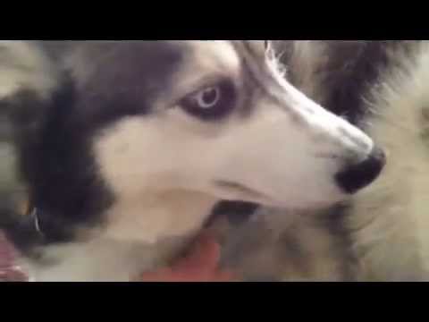 First Husky Blow Out of 2012